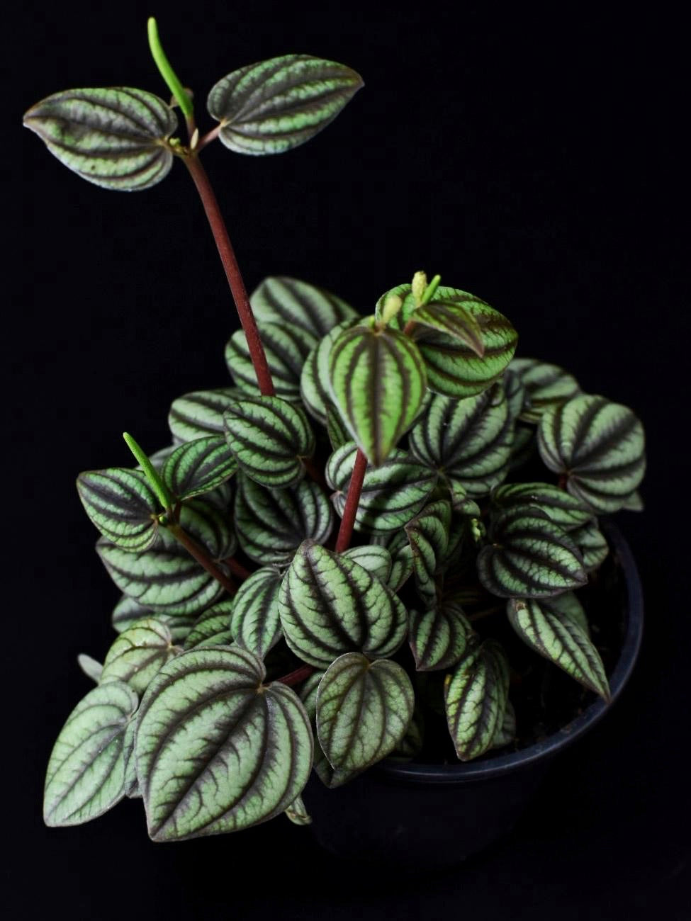 Climbing type aroid Care Guide (Monstera and Rhaphidophora) - Jurassic ...