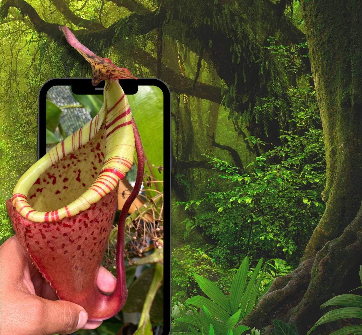 Recently Added – Jurassic Plants PR