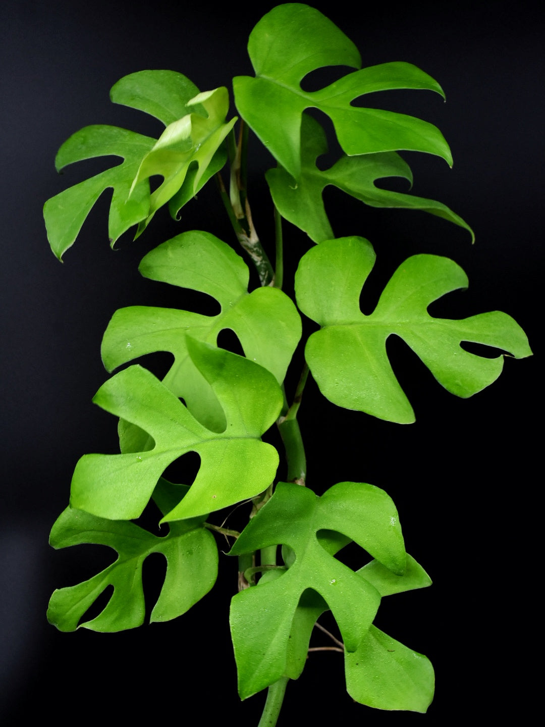 Collections – Jurassic Plants PR