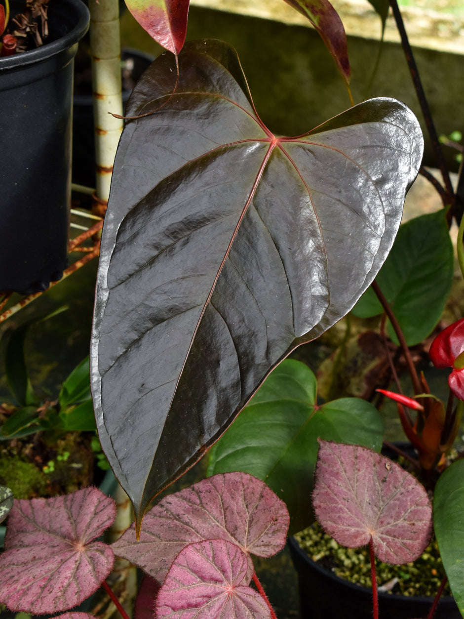 Products – Jurassic Plants PR