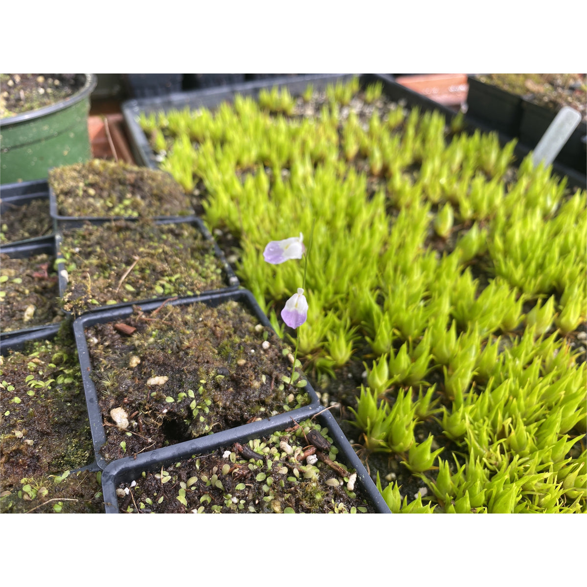Utricularia livida - Jurassic Plants PR